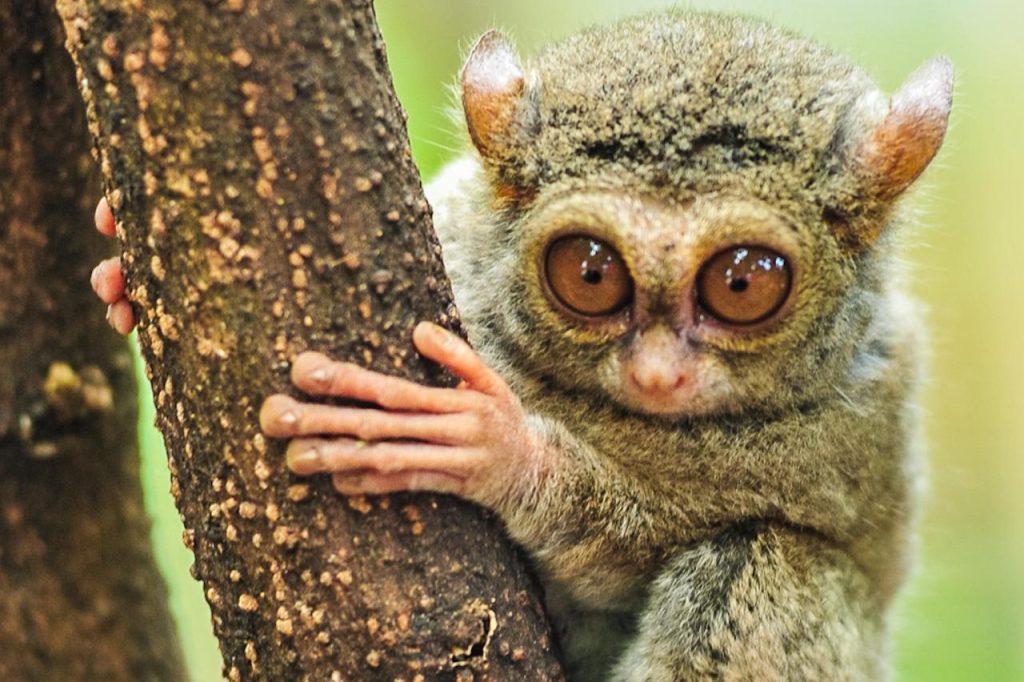 Tarsius: Primata Kecil Bermata Besar, Habitat, 3 Fakta Unik