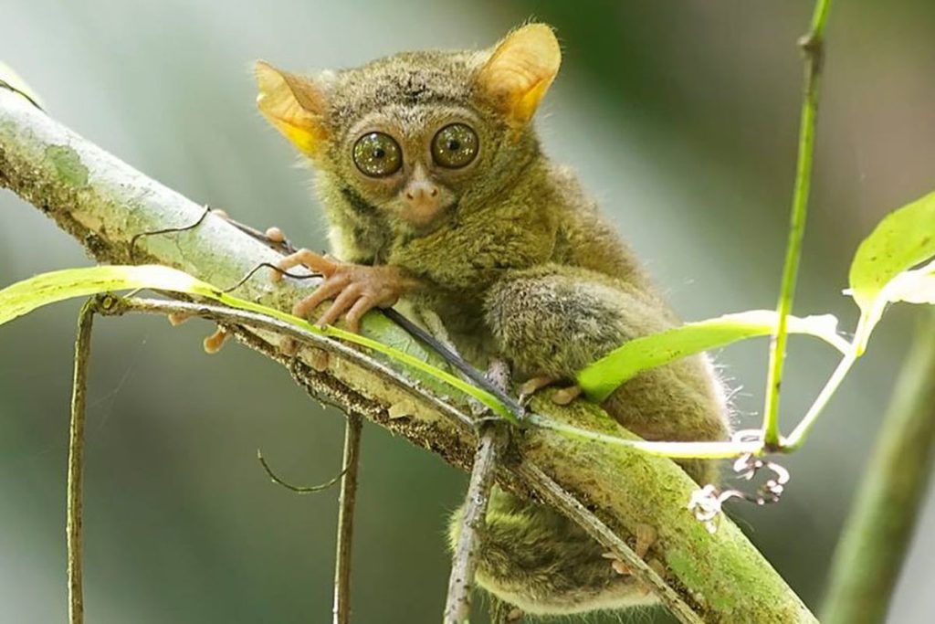 Tarsius: Primata Kecil Bermata Besar, Habitat, 3 Fakta Unik