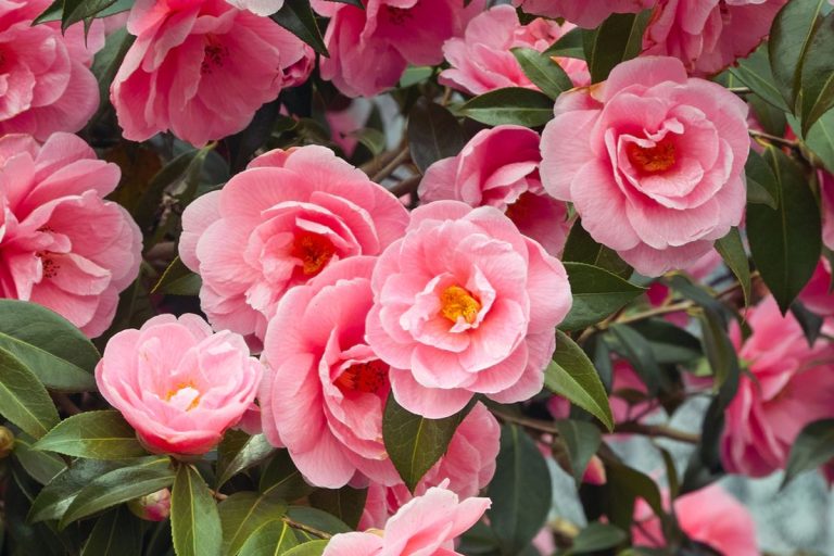Pesona Abadi Bunga Camelia: Simbol Cinta Dan Estetika Taman » Happy & Raw